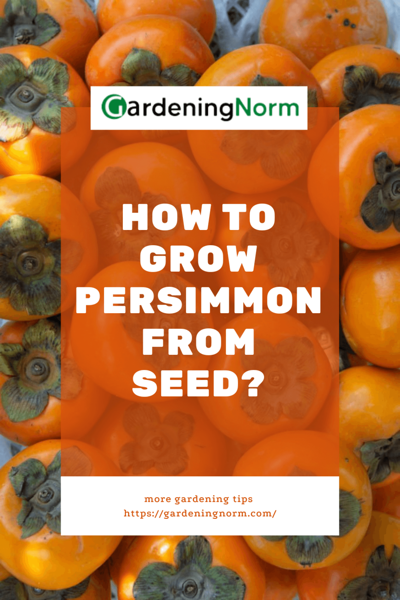 🍑How to grow Persimmon from Seed - Step-by-step guide