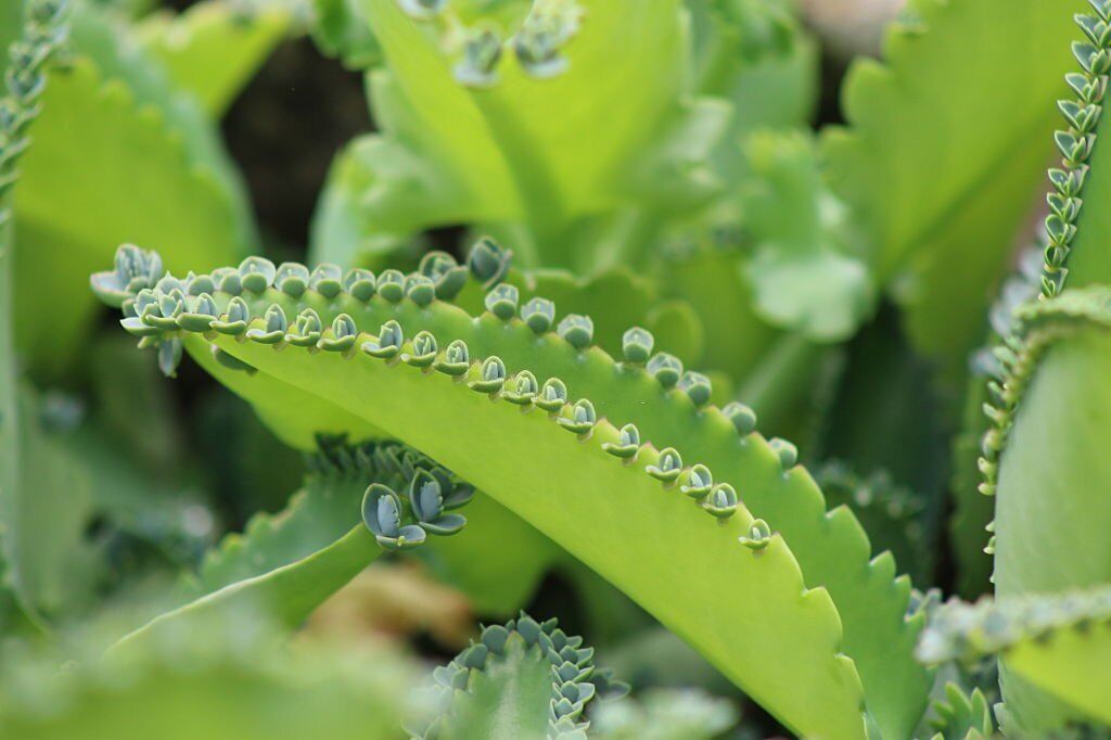 🍃Never Die Plant: Interesting Facts