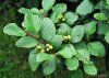 🌱Alaska native plants: Landscape, Flowers, Wildlife, and Exotic alaskan ...
