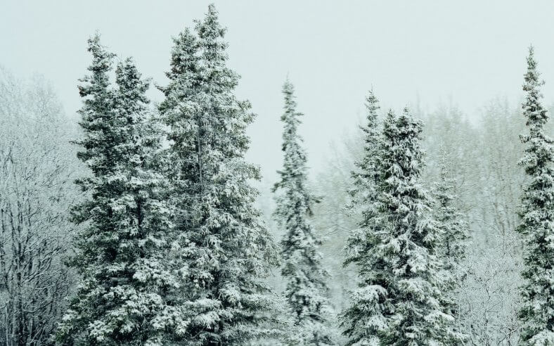 🌱Alaska native plants: Landscape, Flowers, Wildlife, and Exotic alaskan ...