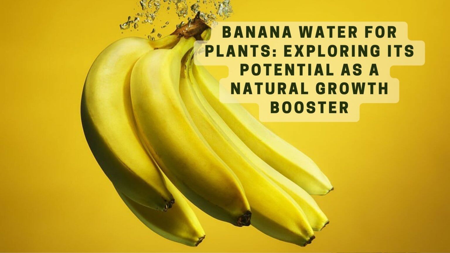 🍌Banana Water for Plants: How to Make and Use this Nutrient-Rich Solution for Superior Growth