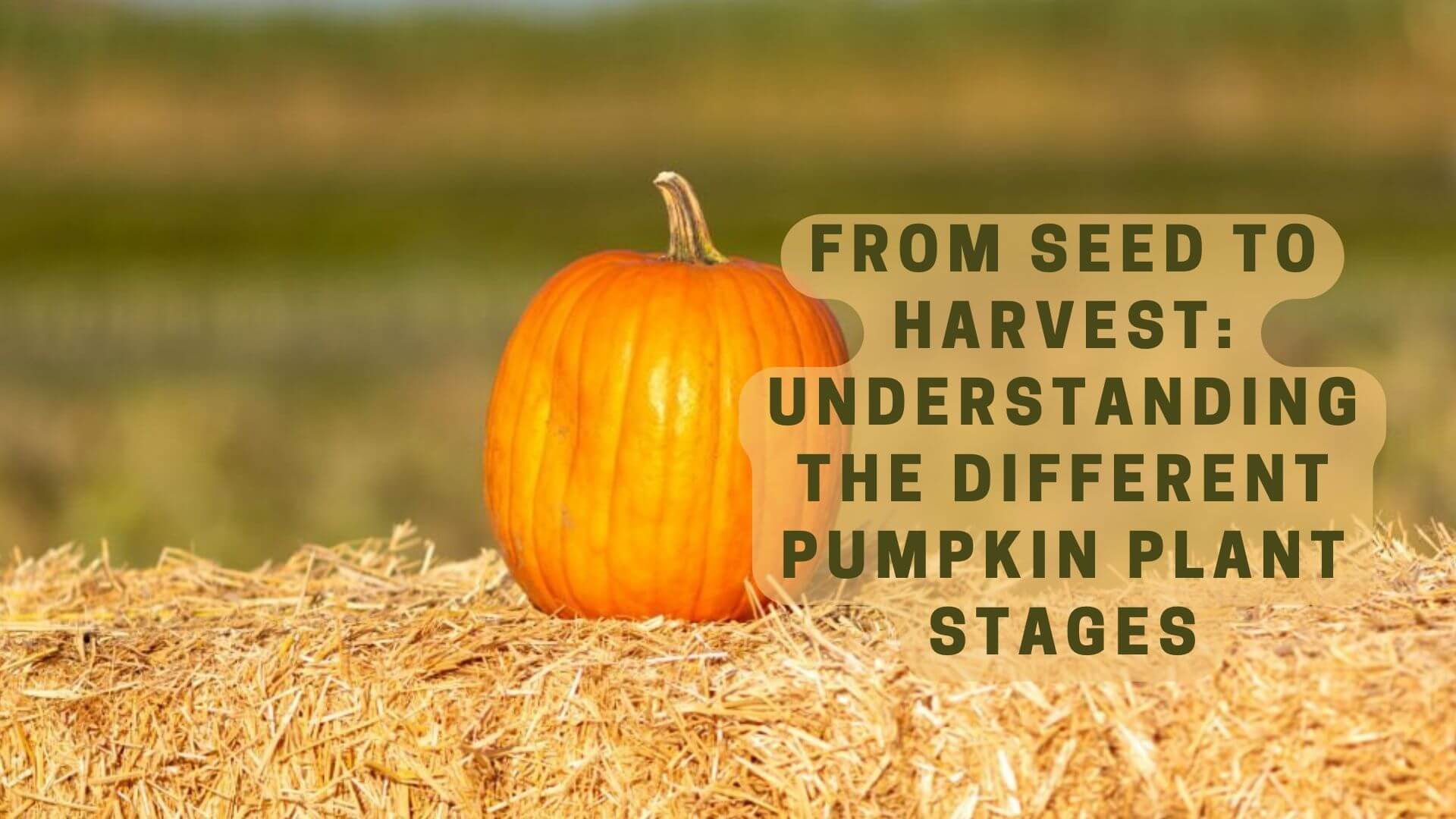 🎃Growing Pumpkins: A Guide to the Different Plant Stages and What to Expect