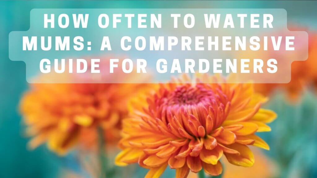 🏵Mastering the Art of Watering Mums: How Often Should You Do It?