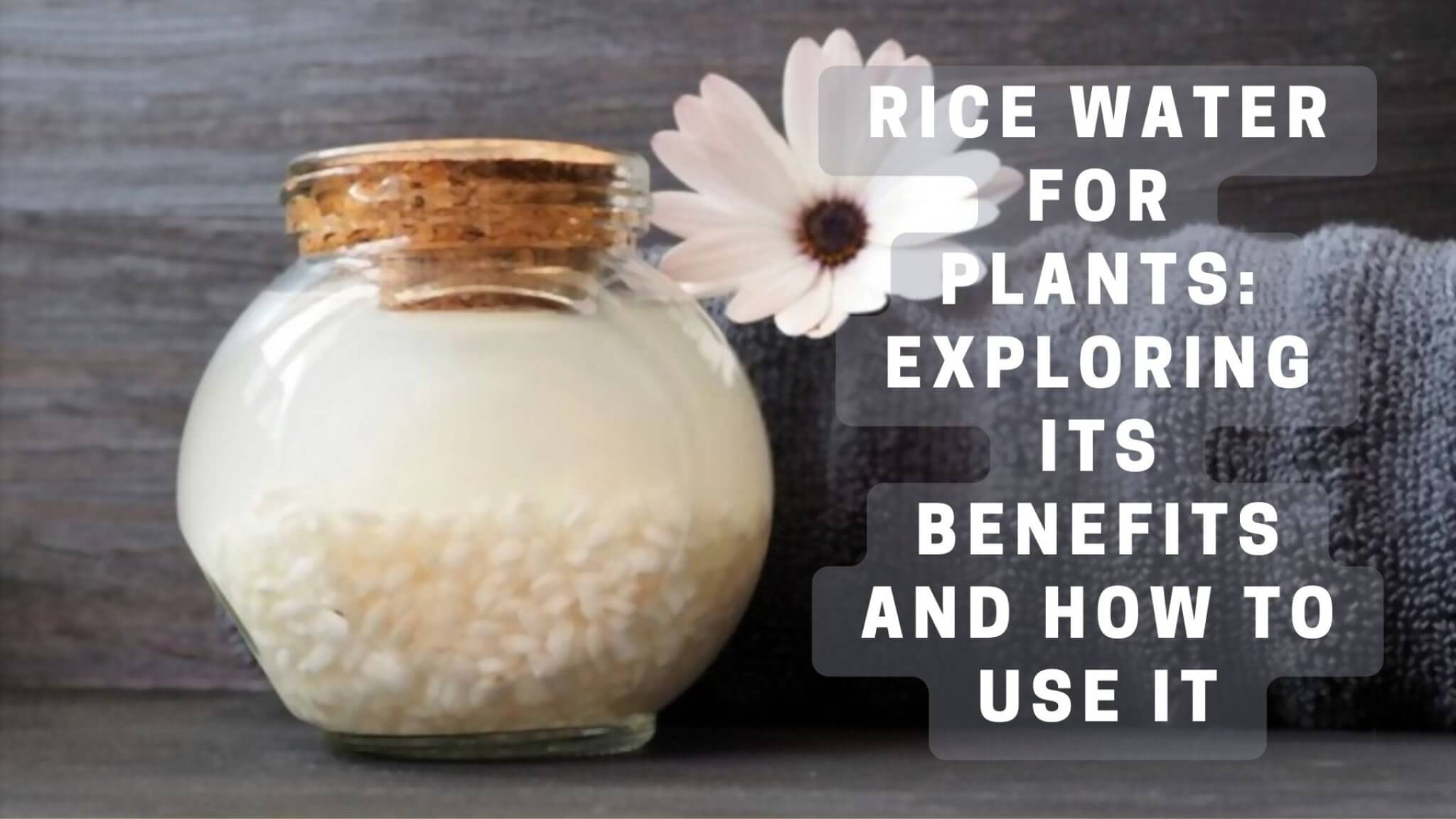 🌾Rice Water: The Secret Weapon for Healthier Plants