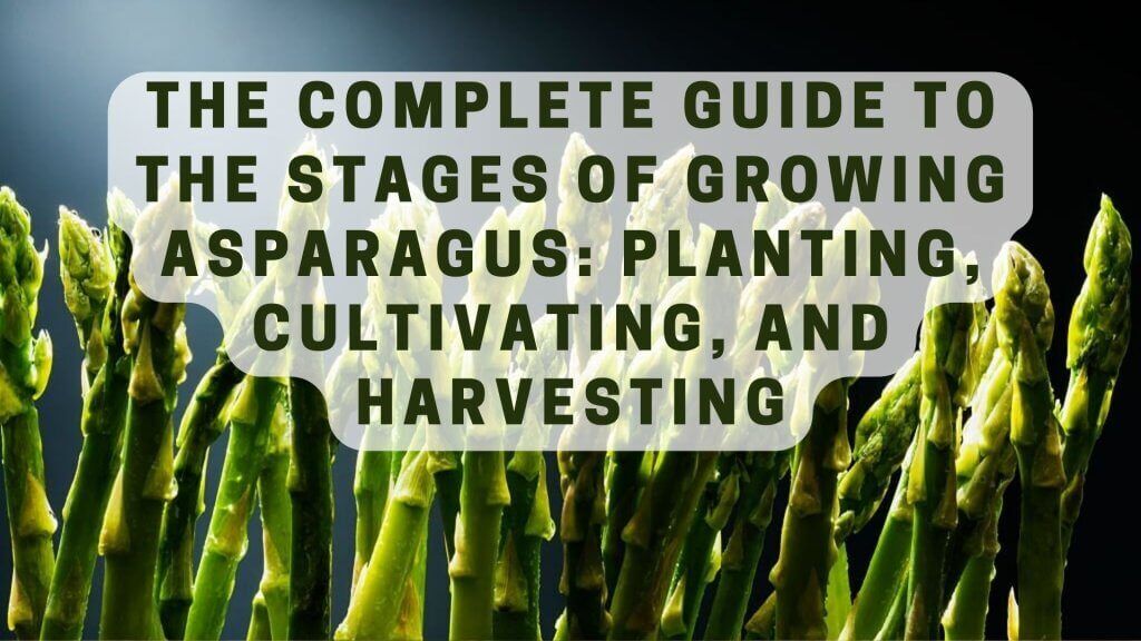 🌱From Seed to the Harvest: Understanding the Steps of Growing Asparagus