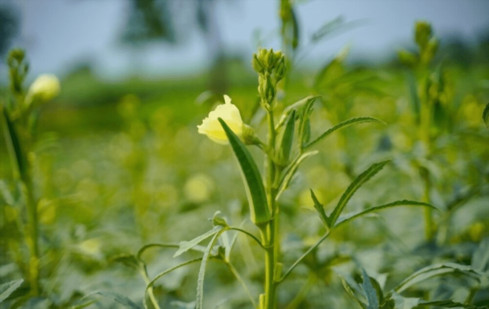 Fibrous Root Examples: Discover the Names of Plants with Fibrous Roots