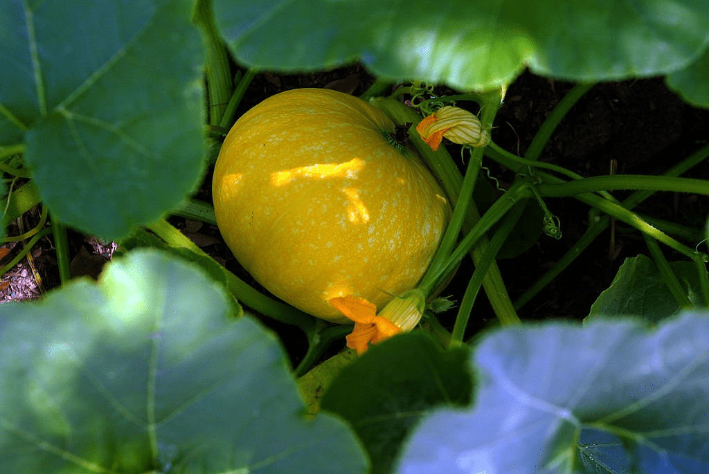 🎃Growing Pumpkins: A Guide to the Different Plant Stages and What to Expect