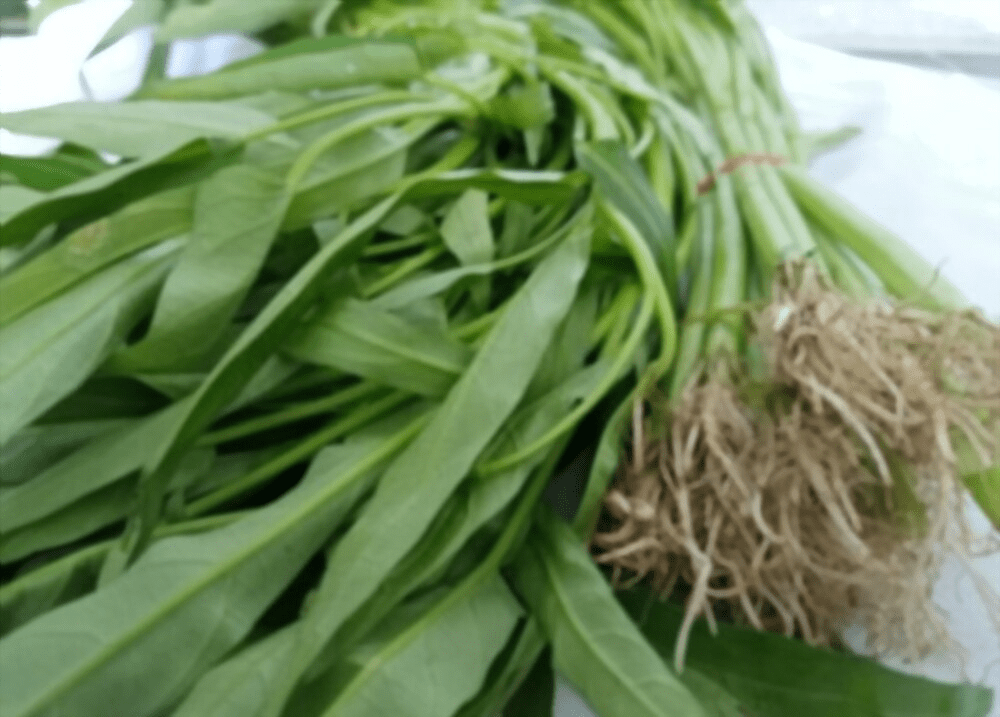 🧅Fibrous Root Examples: Discover the Names of Plants with Fibrous Roots