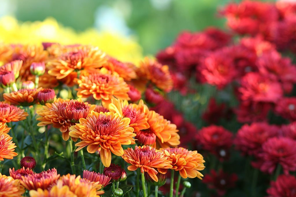 🏵Mastering the Art of Watering Mums: How Often Should You Do It?