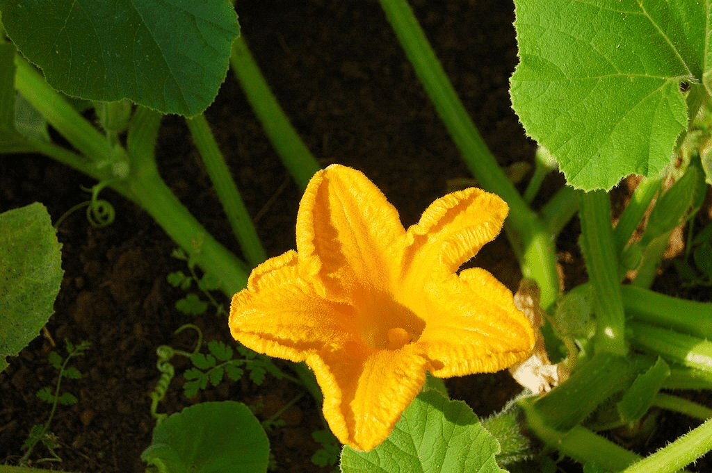 🎃Growing Pumpkins: A Guide to the Different Plant Stages and What to Expect