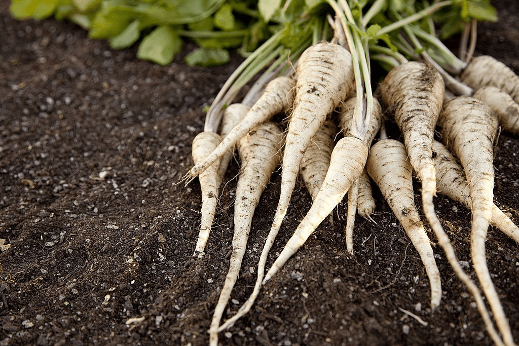 🥕Exploring Taproot Plants: Definition, Examples, and Benefits